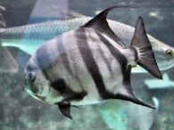 Caribbean Reef Fish Identification | Complete Guide