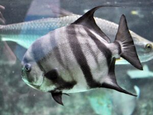 Caribbean Reef Fish Identification | Complete Guide