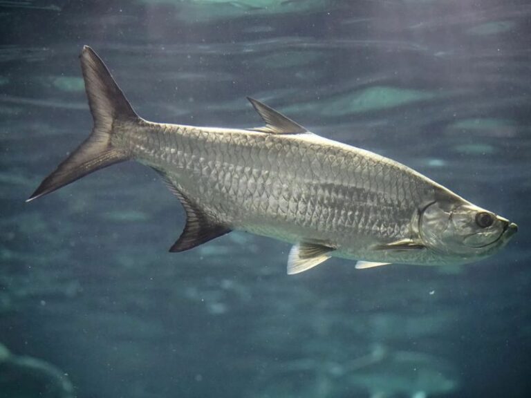Caribbean Reef Fish Identification | Complete Guide