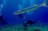 9 Barracuda Fish Facts You Need To Know | Dressel Divers