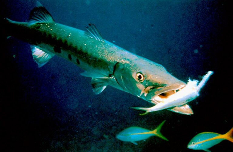 9 Barracuda Fish Facts You Need To Know | Dressel Divers