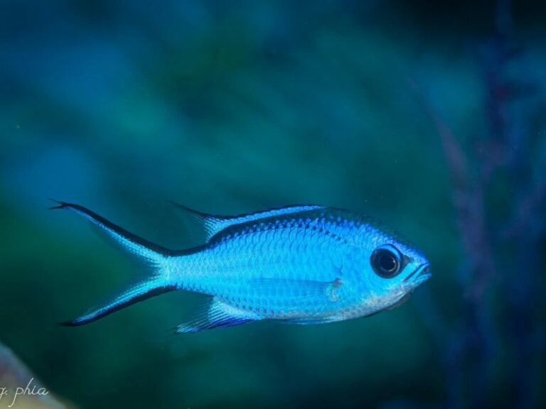 Caribbean Reef Fish Identification | Complete Guide