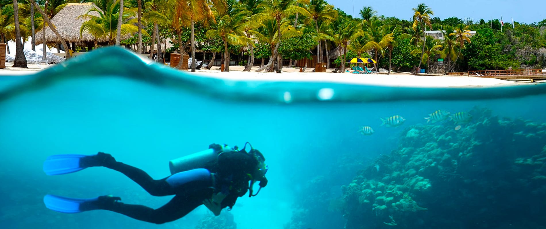 Tour y Excursión a ISLA CATALINA con Dressel Divers