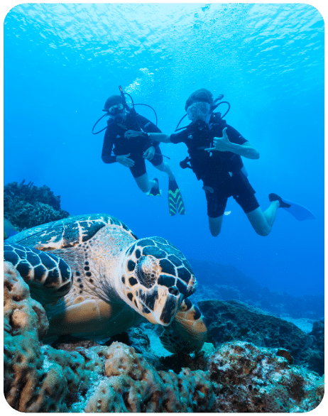 Quality DIVING & SNORKELING with Dressel Divers