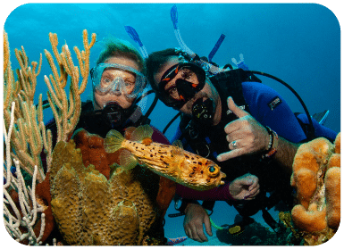 Quality DIVING & SNORKELING with Dressel Divers