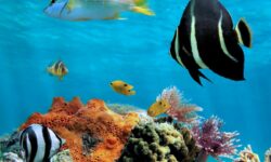 Caribbean Reef Fish Identification | Complete Guide