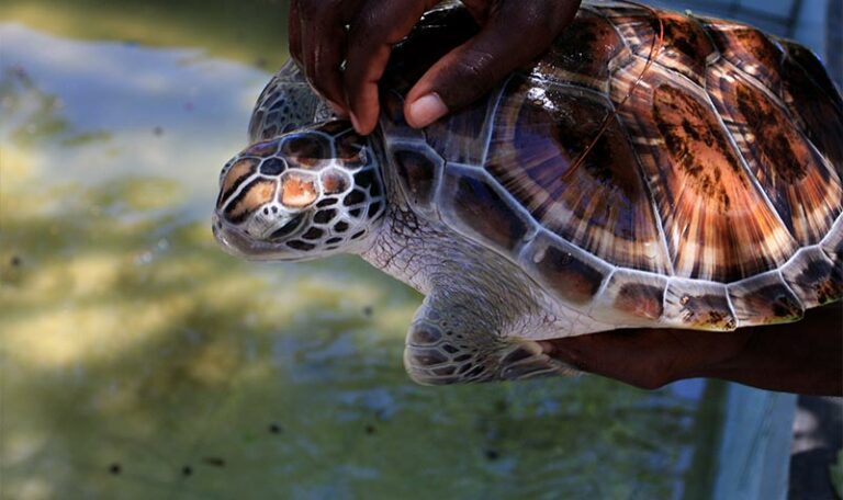 Sea Turtle Conservation in the Caribbean: Code of Conduct