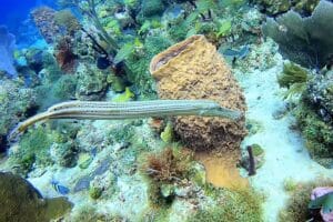 Coral Reefs of the Dominican Republic and Sustainable Diving