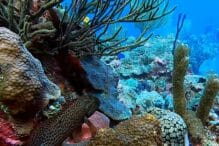 Coral Reefs of the Dominican Republic and Sustainable Diving