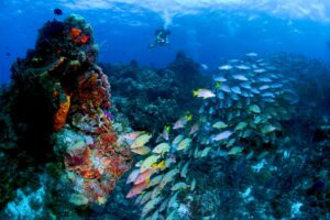 Cozumel Reefs: The Very Best Ones (Maps and Pictures Included)