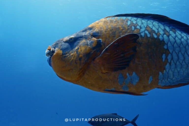 Deep Sea Photography (+ Deep Sea Pics Gallery)