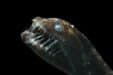 Deep Sea Photography (+ Deep Sea Pics Gallery)