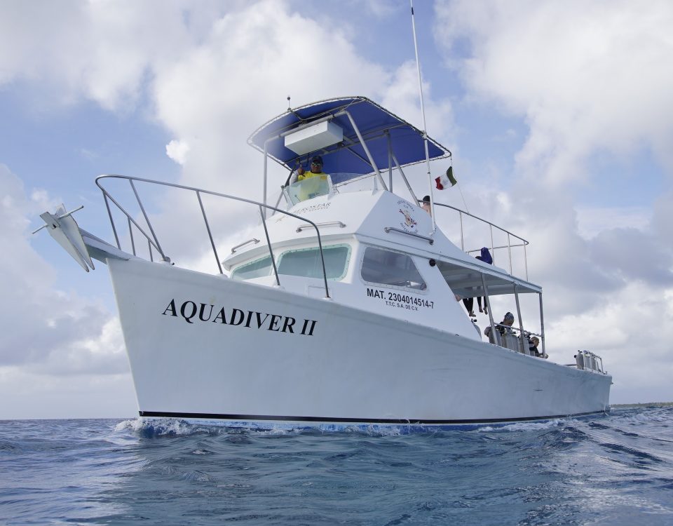 Dressel Divers Blog