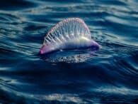 7 Facts About Jellyfish + Photos of Caribbean Jellyfish
