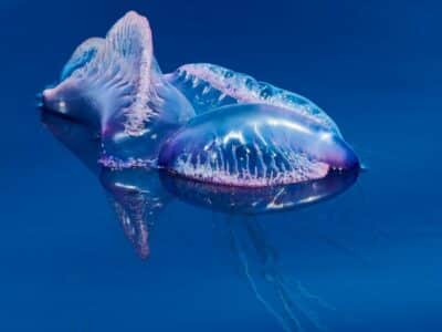 7 Facts About Jellyfish + Photos of Caribbean Jellyfish