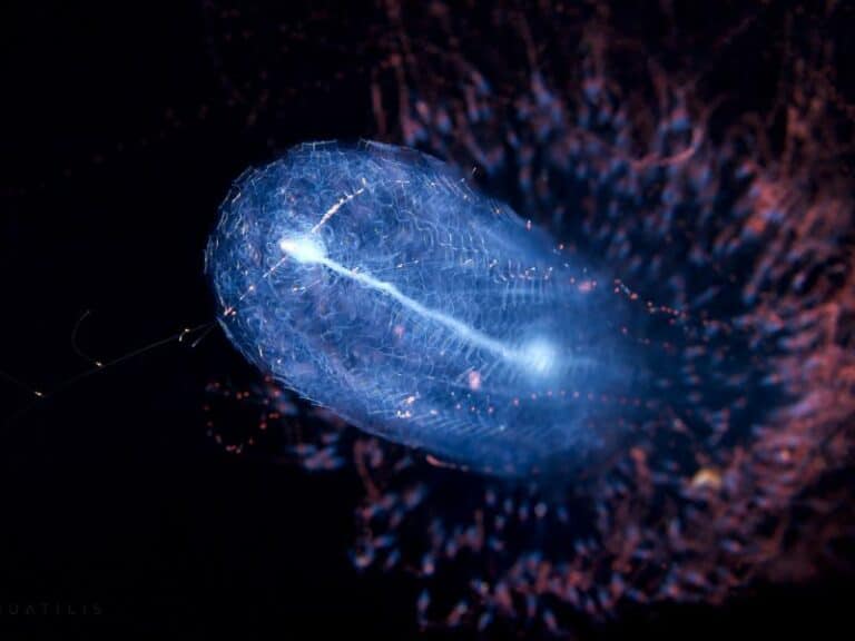 7 Facts About Jellyfish + Photos of Caribbean Jellyfish