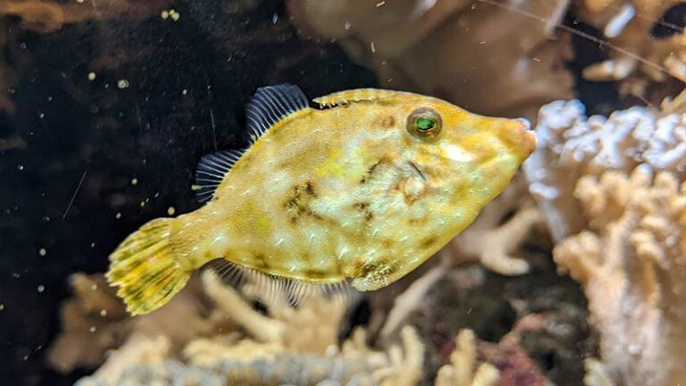 Filefish Species, All about these Caribbean Dive Buddies
