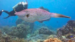 Filefish Species, All about these Caribbean Dive Buddies