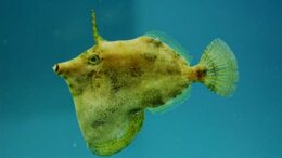 Filefish Species, All about these Caribbean Dive Buddies