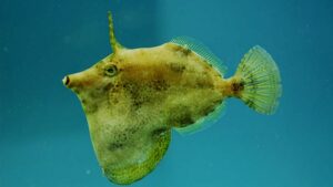 Filefish Species, All about these Caribbean Dive Buddies