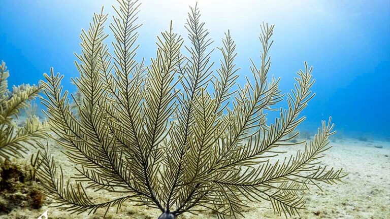 Gorgonian Corals | Inside the Caribbean Sea Fan Forest