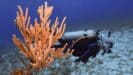 Gorgonian Corals | Inside the Caribbean Sea Fan Forest