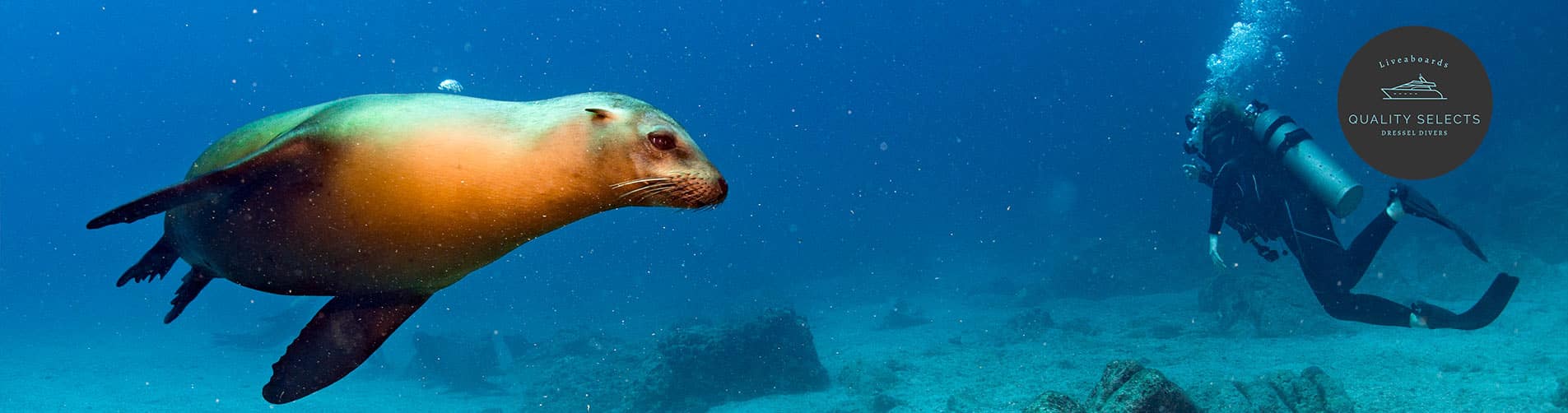 GALAPAGOS Liveaboard Diving | Dressel Divers | Quality Selects