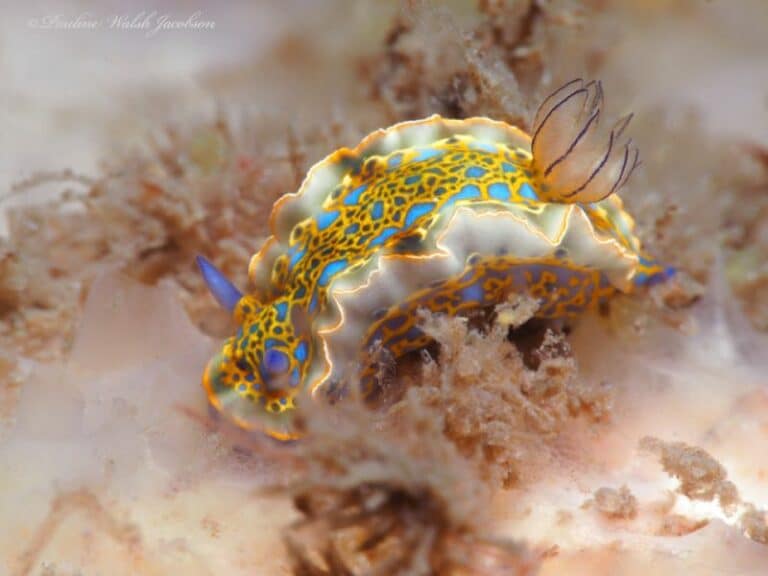 Nudibranch Species: List, Photos, and Habitats | Dressel Divers