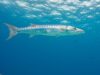 Caribbean Reef Fish Identification | Complete Guide