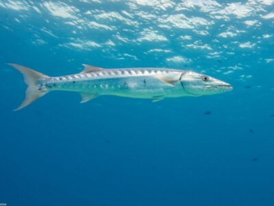 Caribbean Reef Fish Identification | Complete Guide