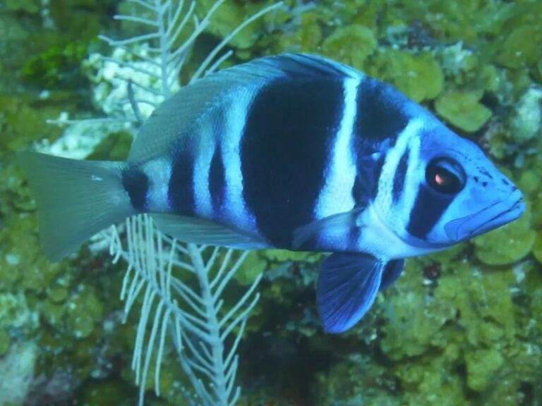 Caribbean Reef Fish Identification | Complete Guide