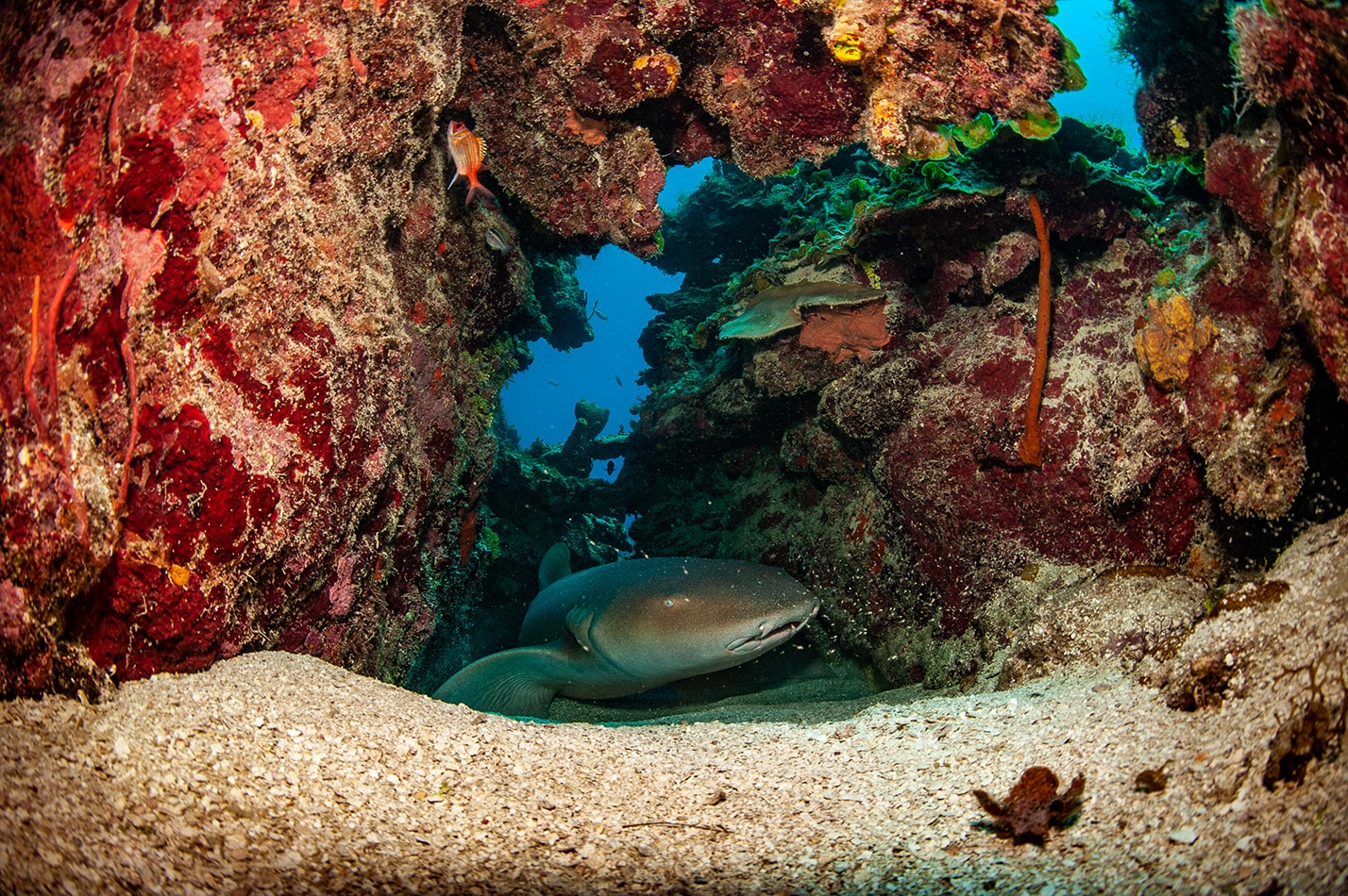 A Jamaica Sharks Guide | Dressel Divers