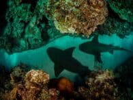 A Jamaica Sharks Guide | Dressel Divers