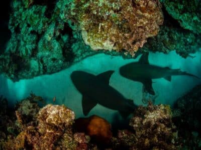 A Jamaica Sharks Guide | Dressel Divers