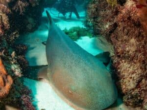 A Jamaica Sharks Guide | Dressel Divers