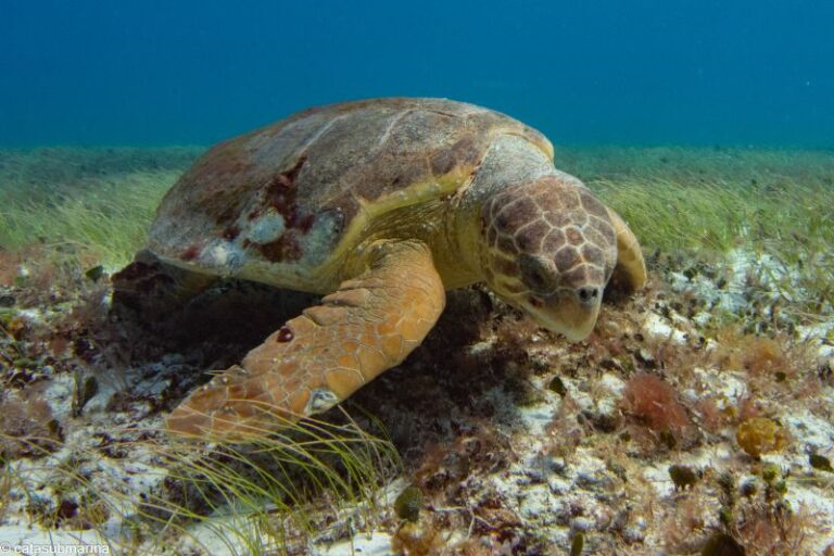 Loggerhead Turtle Facts Divers Should Know