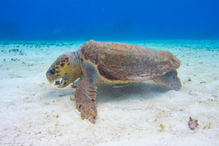 Loggerhead Turtle Facts Divers Should Know