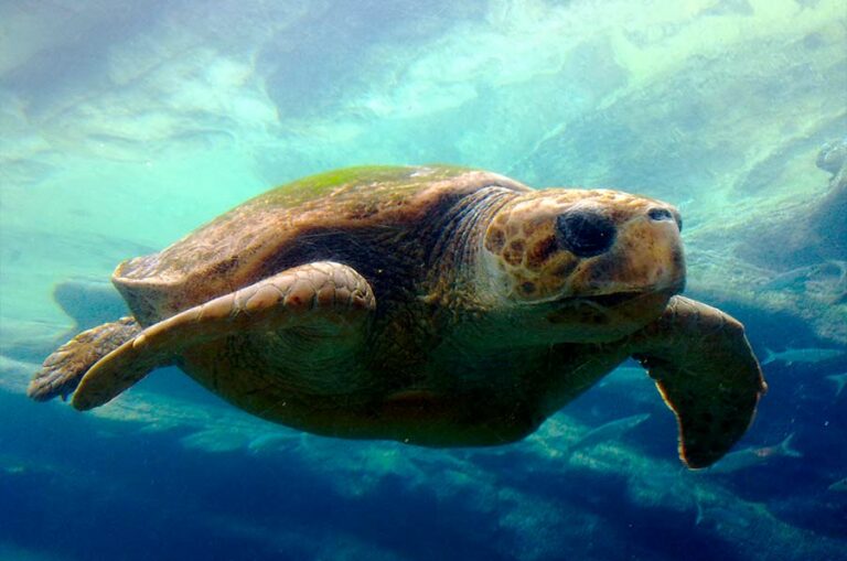 5 Loggerhead Turtle Facts That Will Surprise You | Dressel Divers