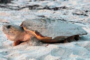 5 Loggerhead Turtle Facts That Will Surprise You | Dressel Divers