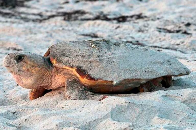 5 Loggerhead Turtle Facts That Will Surprise You | Dressel Divers