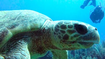 5 Loggerhead Turtle Facts That Will Surprise You | Dressel Divers