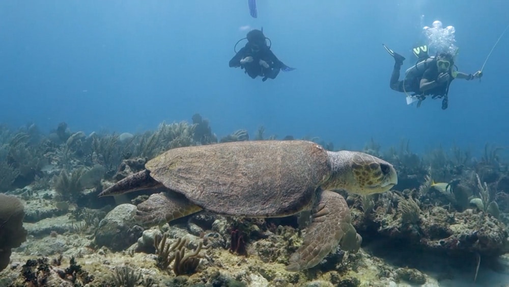 5 Loggerhead Turtle Facts That Will Surprise You | Dressel Divers