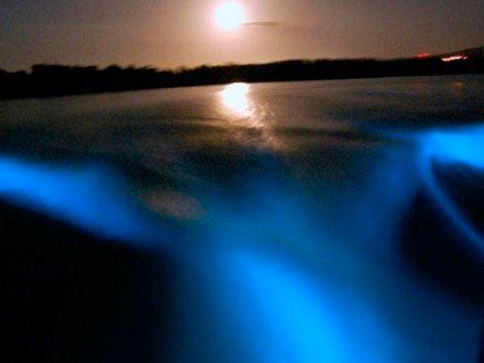 LUMINOUS LAGOON Excursion & Tour with Dressel Divers
