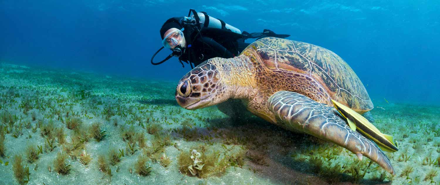 Excursion PARC MARIN DE MONTEGO BAY, Dressel Divers