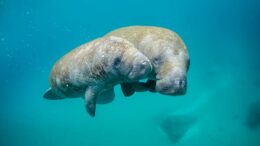 10 Curious Manatee Facts That Are Going to Blow Your Mind