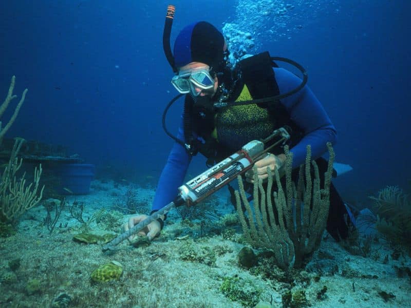 Marine Biology Diving: Collaborative Research