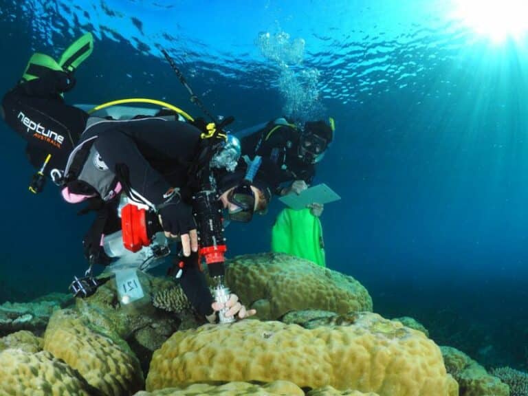 Marine Biology Diving: Collaborative Research