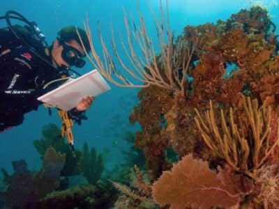 Marine Biology Diving: Collaborative Research
