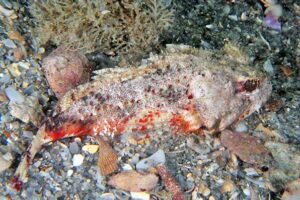 9 SCORPION FISH FACTS You Didn't Know | Dressel divers