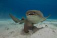 15 Nurse Shark Facts: Description, Habitat, Fun Behaviors and Much More